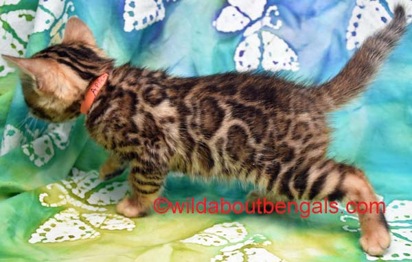 Kittens for Sale